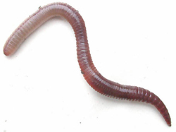 Würmerzüchterei Spaan